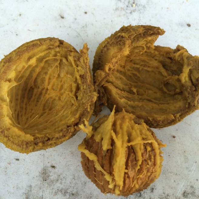 Black Walnut Season | Natural Dye: Experiments and Results