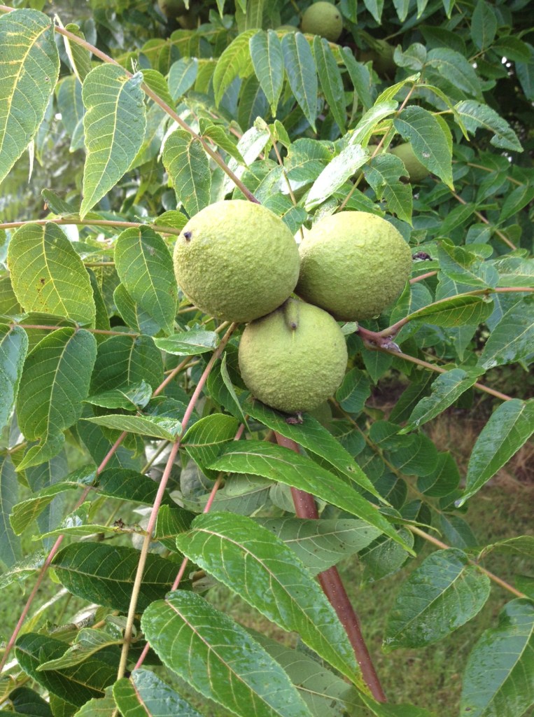 Black Walnut Season | Natural Dye: Experiments and Results