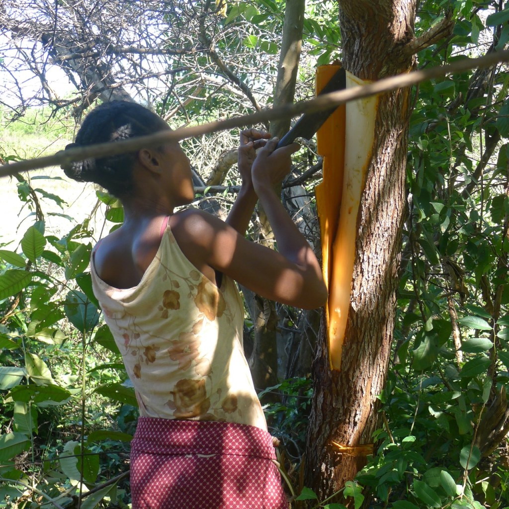 What is Local Color? | Natural Dye: Experiments and Results