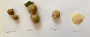 Are All Oak Galls Equal? | Natural Dye: Experiments and Results