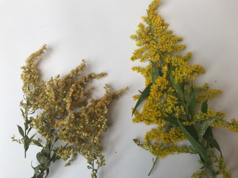 Goldenrod | Natural Dye: Experiments and Results