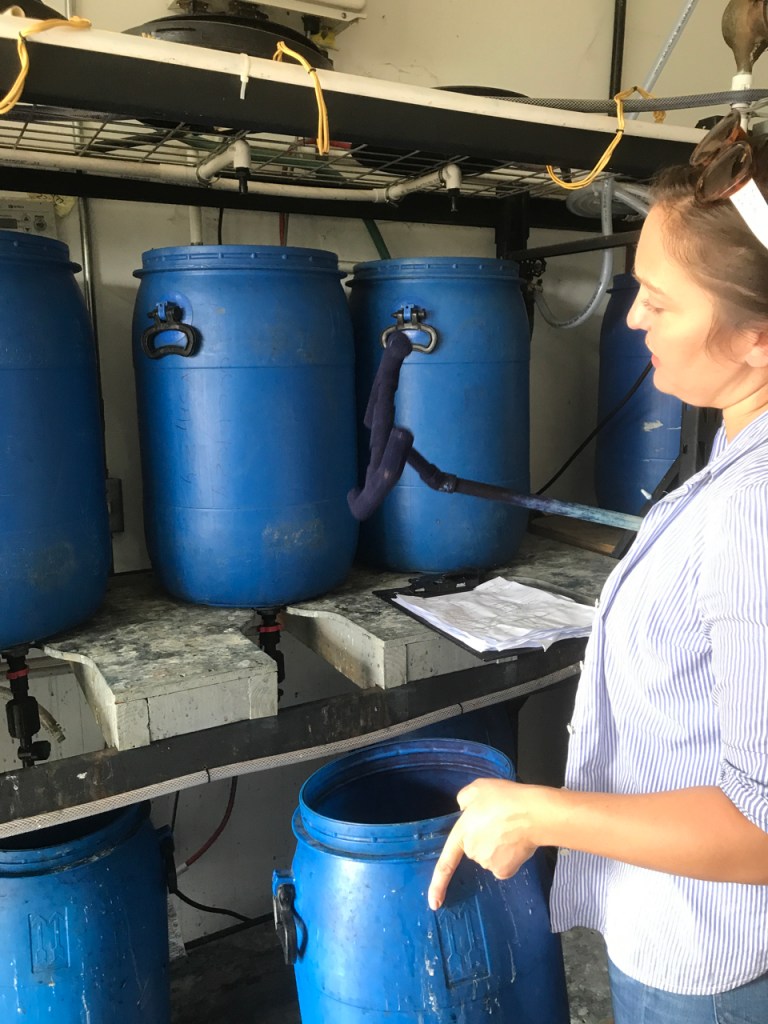 Where is YOUR Indigo Grown? | Natural Dye: Experiments and Results