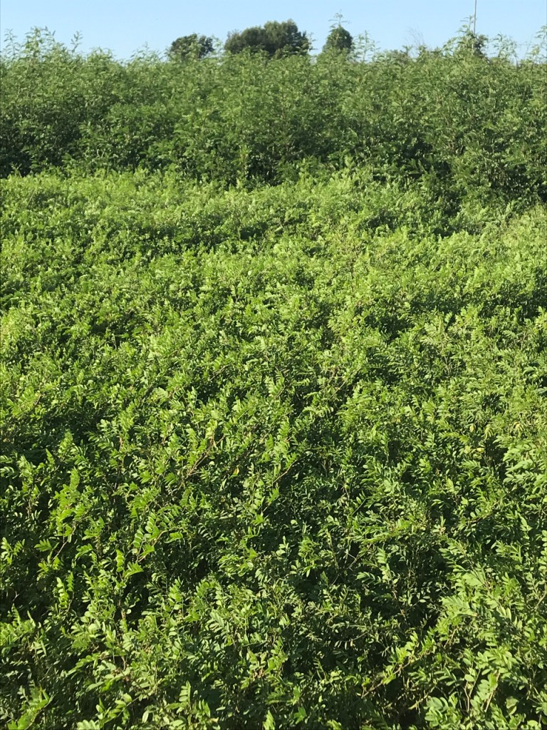 Where is YOUR Indigo Grown? | Natural Dye: Experiments and Results