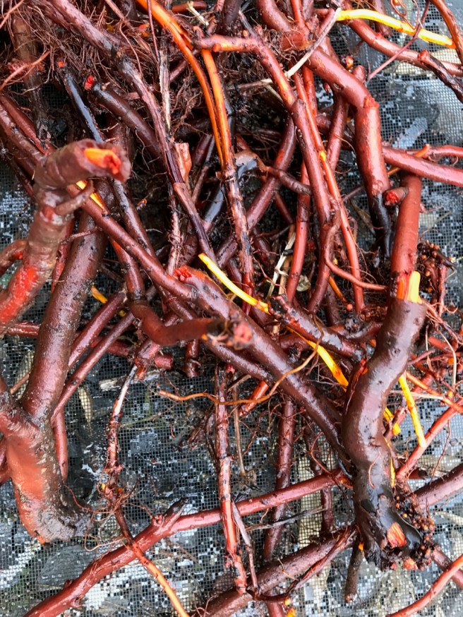 Madder Roots, Harvest, and Comparisons | Natural Dye: Experiments and ...