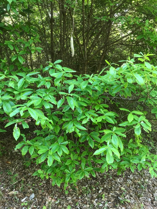 Symplocos – A Plant Mordant | Natural Dye: Experiments and Results