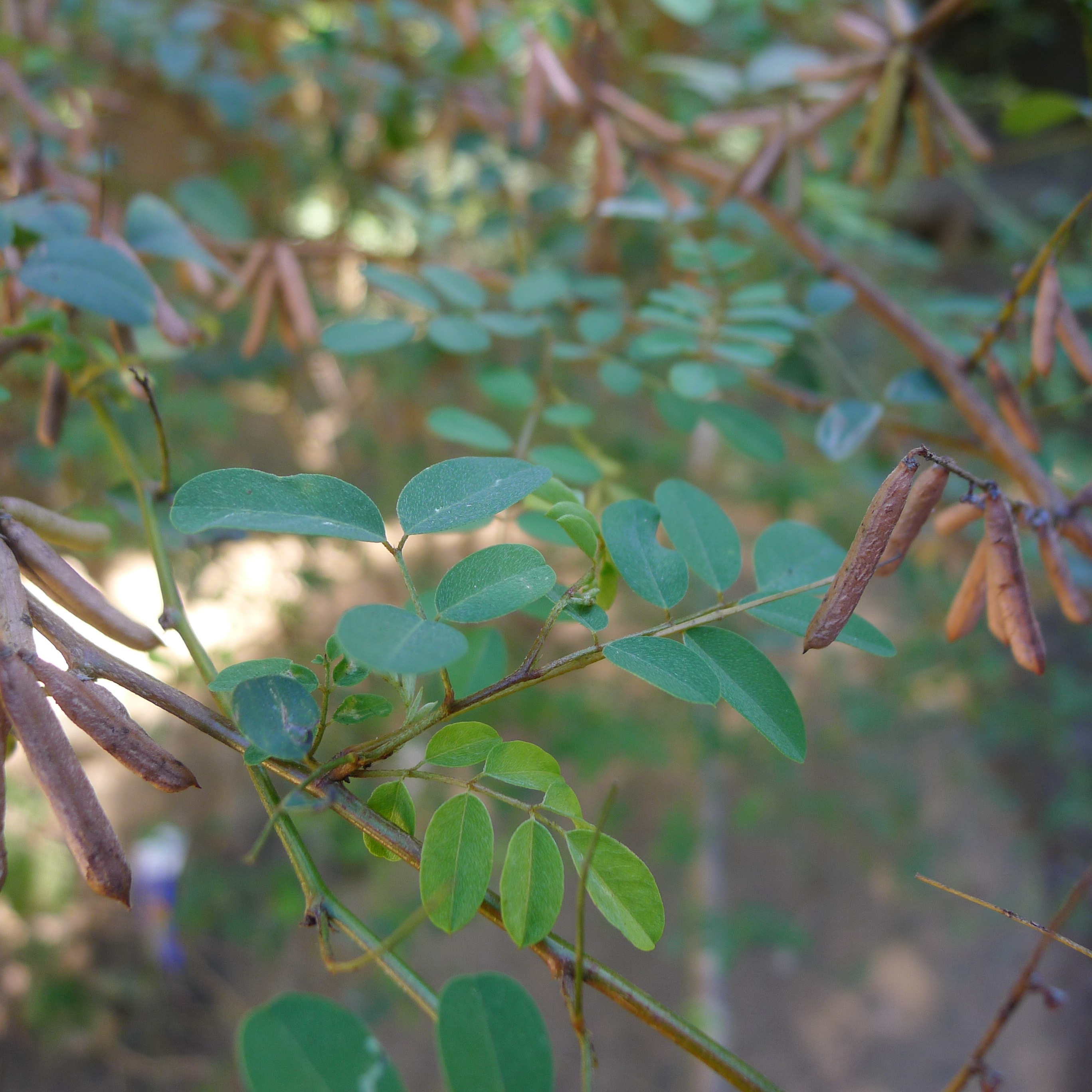 Dyeing with Fresh Indigo Leaves | Natural Dye: Experiments and Results