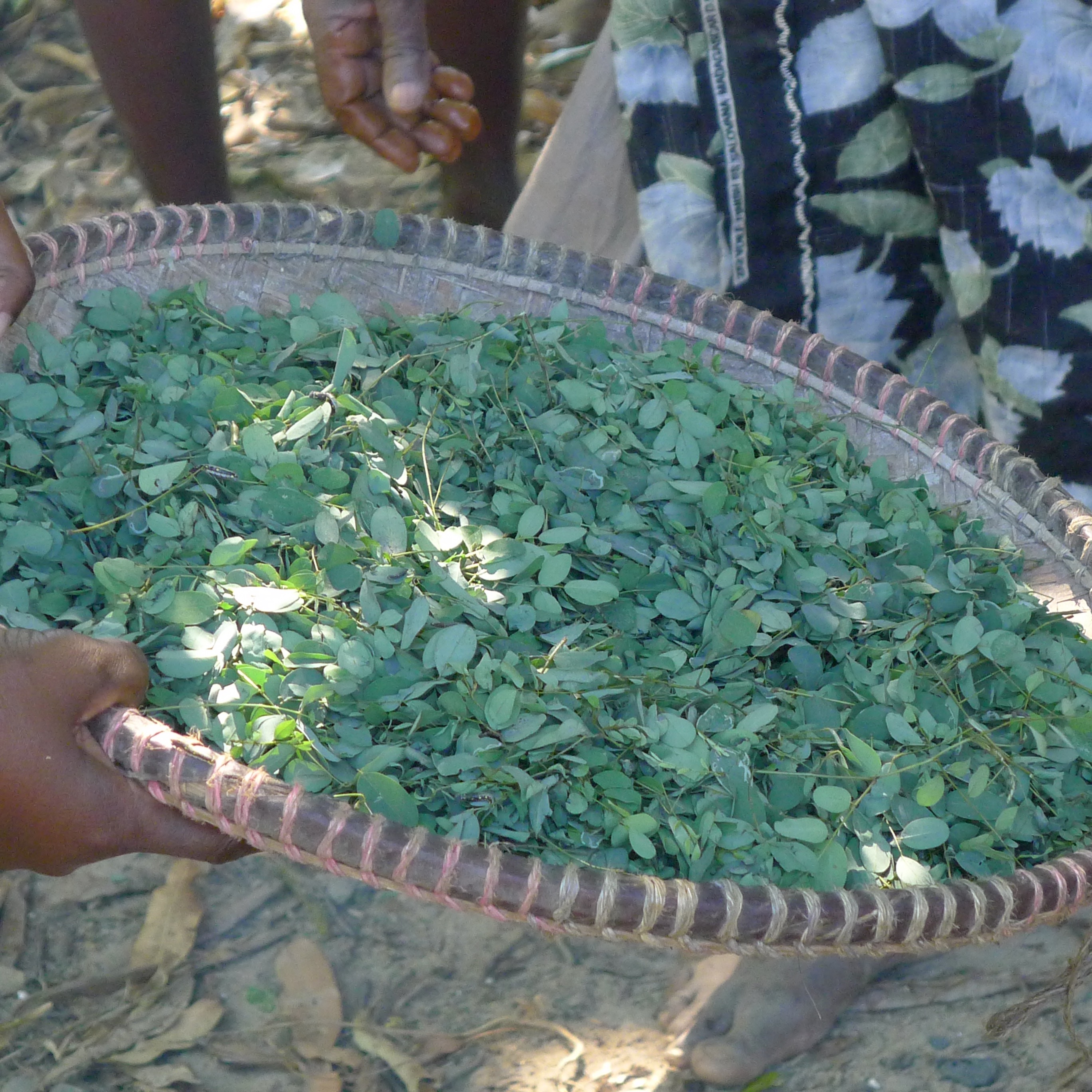 Dyeing with Fresh Indigo Leaves | Natural Dye: Experiments and Results