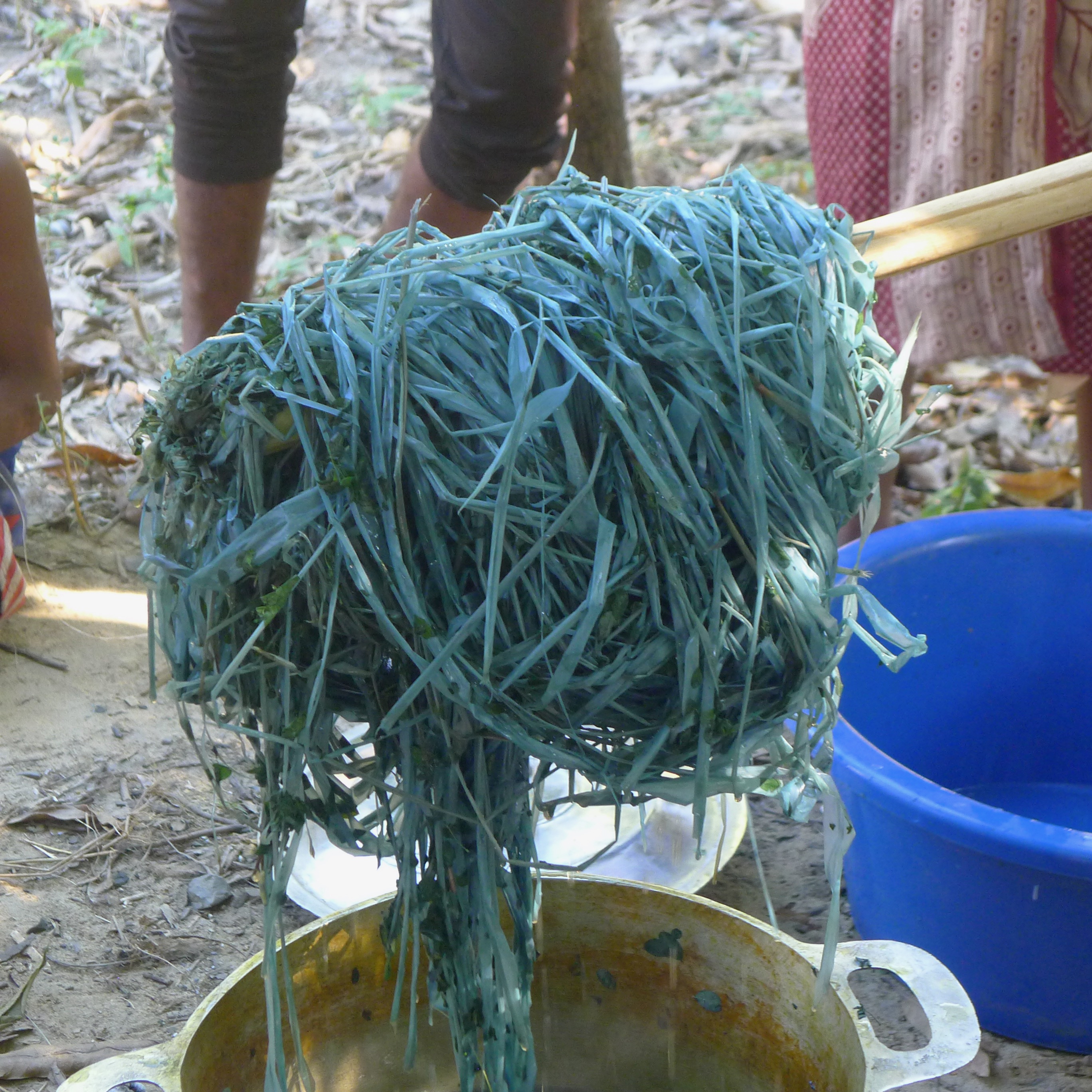 Dyeing with Fresh Indigo Leaves | Natural Dye: Experiments and Results